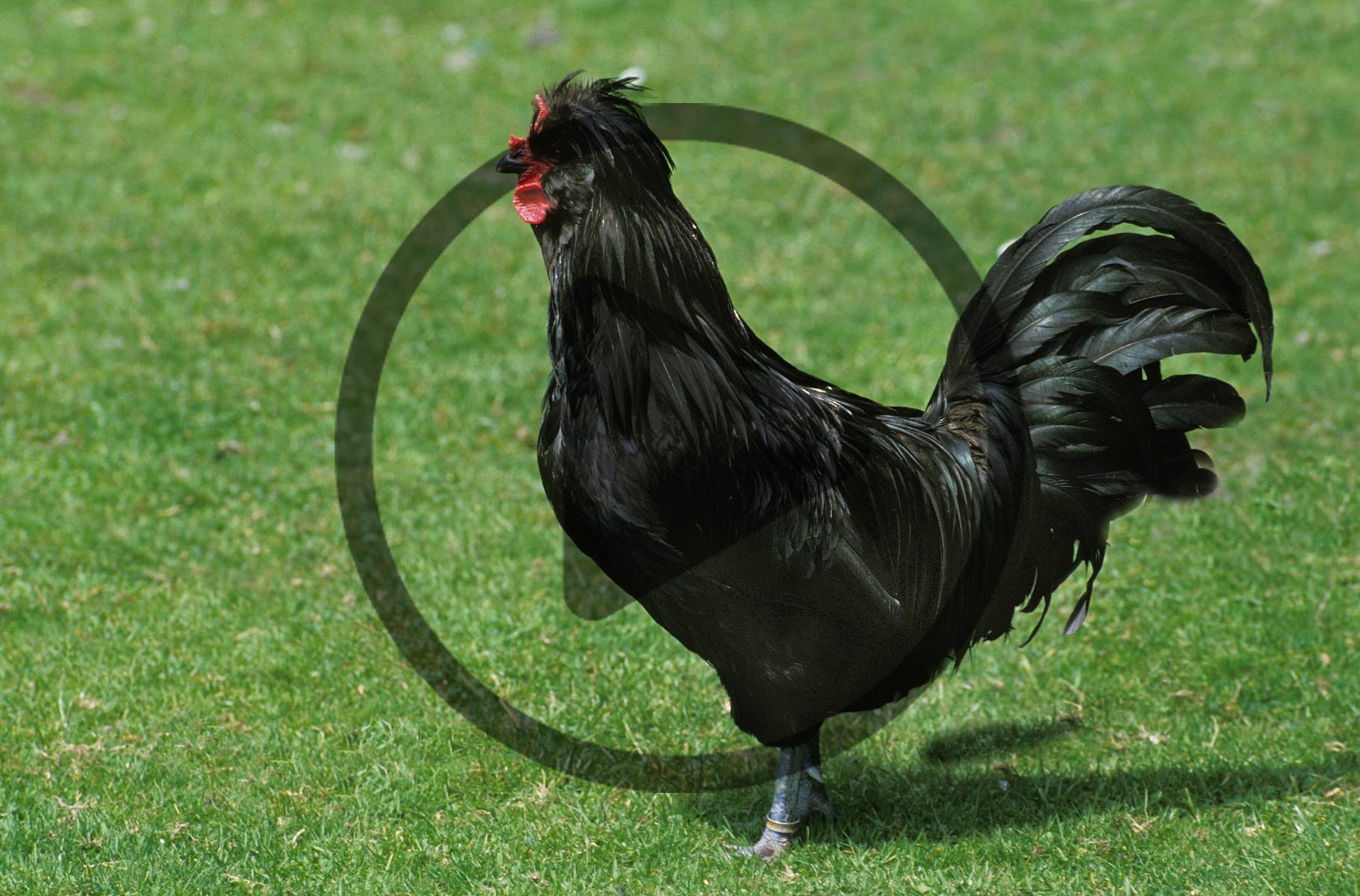 Heritage Breed Update with the Livestock Conservancy – Mother Earth News